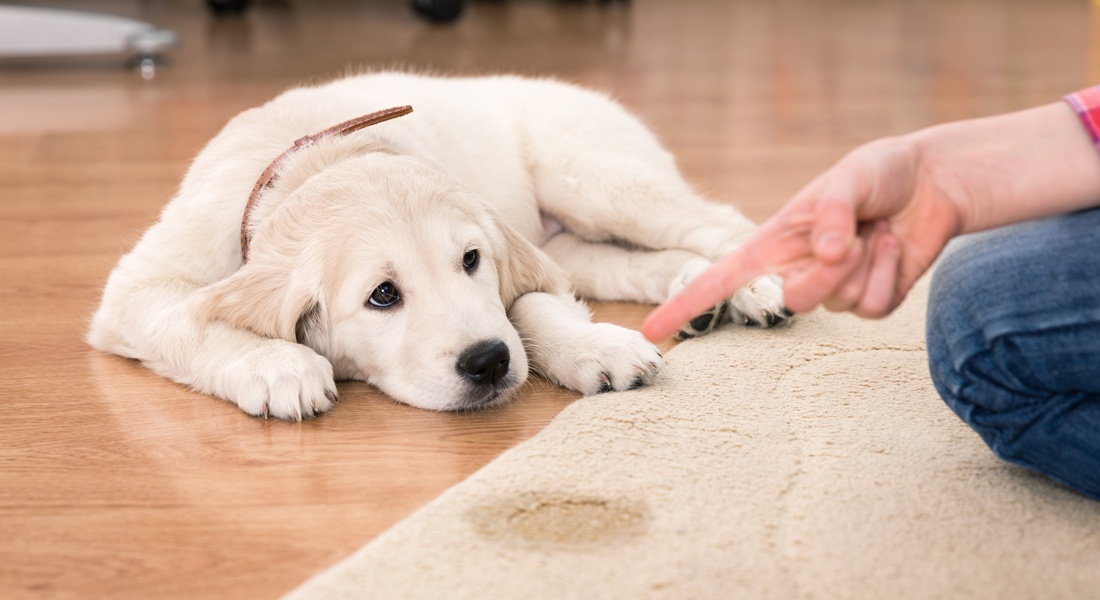 Dog training choices reflect owners’ ethical views on animals ...